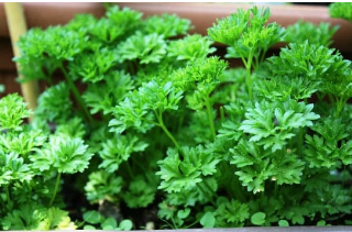 Quand semer du persil en jardinière ? Guide complet